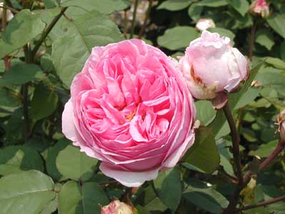 マダム・エルンスト・カルヴァ Mme. Ernst Calvat