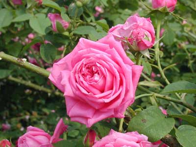 ポール・リコー Paul Ricault