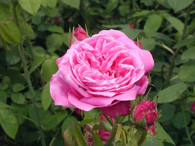 ポール・リコー Paul Ricault