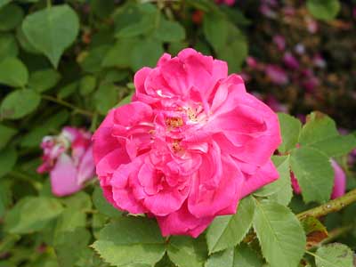 ポール・リコー Paul Ricault