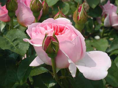 サー・ウォルター・ラレイ Sir Walter Raleigh