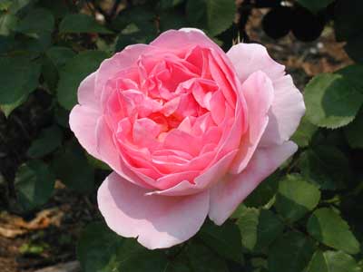 サー・ウォルター・ラレイ Sir Walter Raleigh